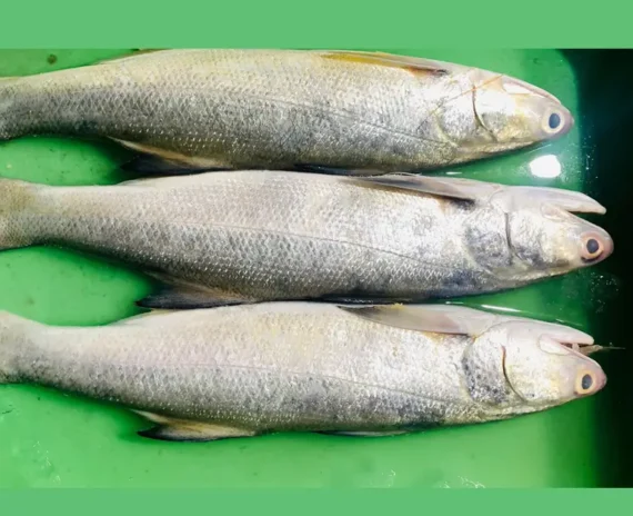 Indian Salmon Fish / Kaala Meen | Bison Mart - Online Meat Shop in ...